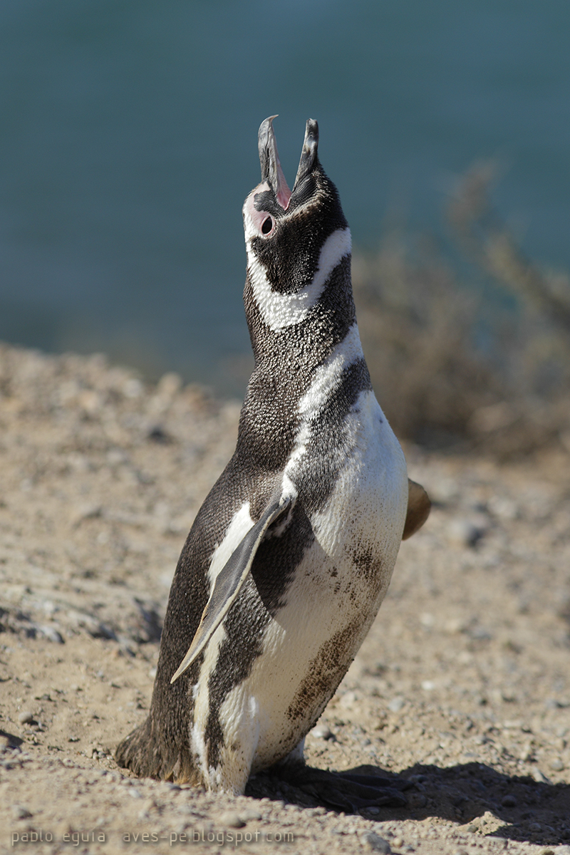 mis fotos de aves: Spheniscus magellanicus Pingüino Patagónico ...
