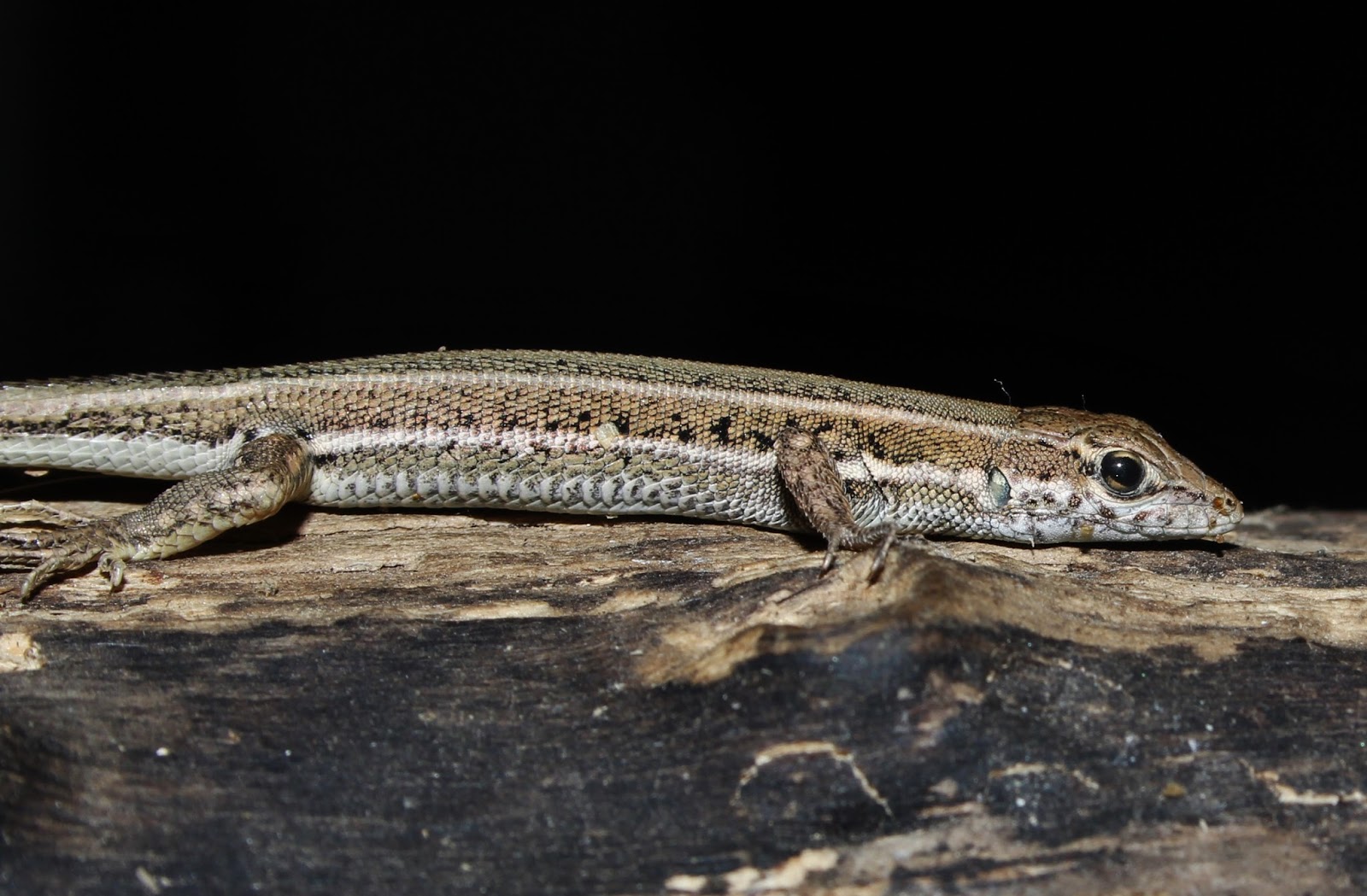 Ερπετά και αμφίβια της Κύπρου - Reptiles and amphibians of Cyprus by ...