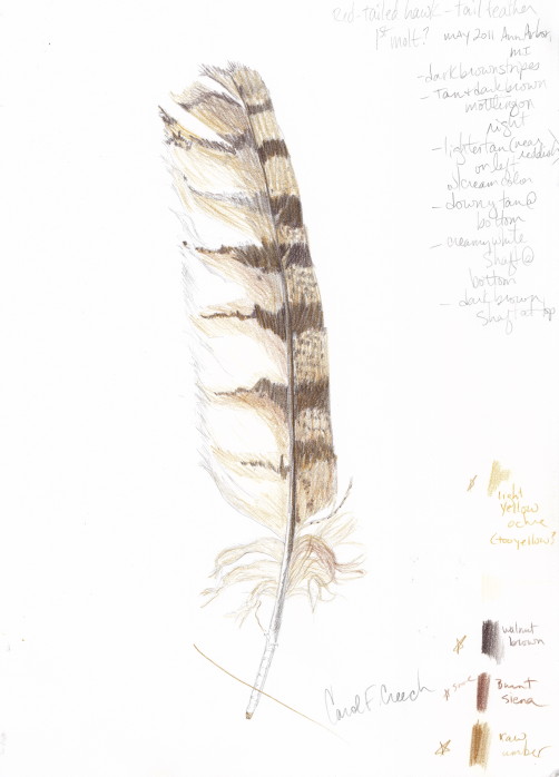 CCreech Studio: Creative Adventures: Red-Tailed Hawk Tail Feather ...