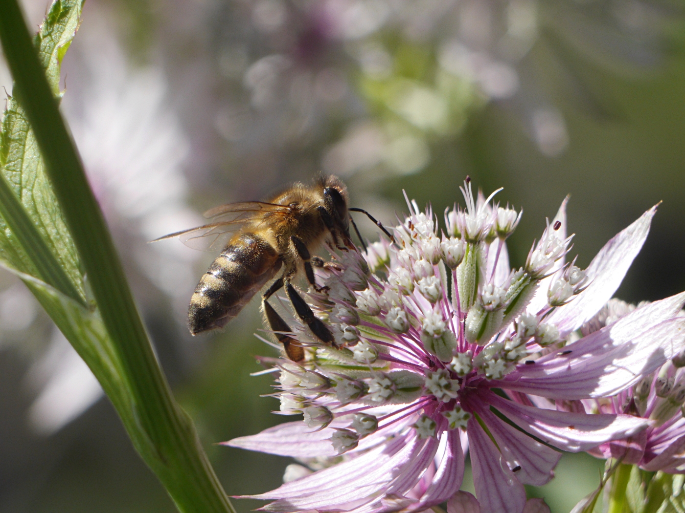 Micro 4/3rds Photography: Meike/Neewer macro rings: Highly recommended
