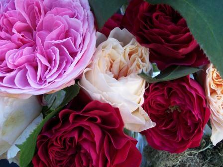 504 Main by Holly Lefevre: A Little CA Grown Magic...ROSES!