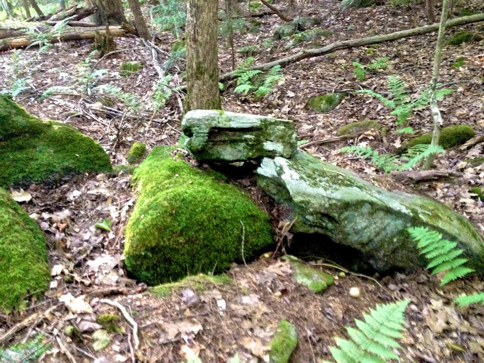 A New England Woodland: Not Your Ordinary Rock Pile