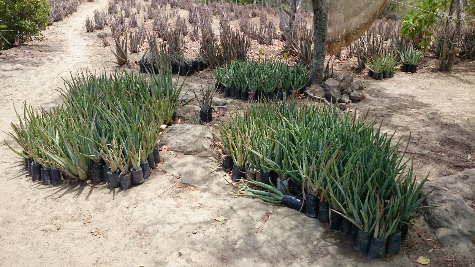 Desarrollo del cultivo de Sabila: CUIDADOS DE LA SEMILLA DE SABILA