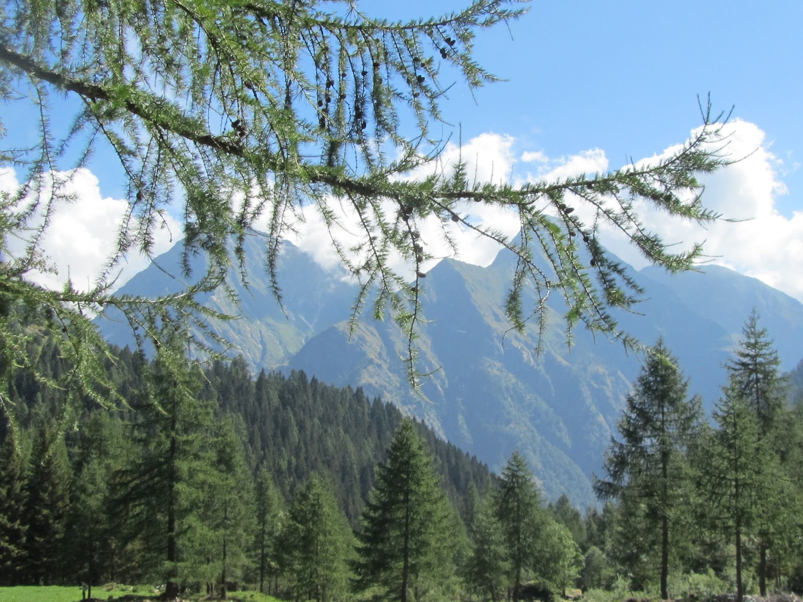 Larice Comune (Larix decidua), una Conifera un po' Particolare | Il ...