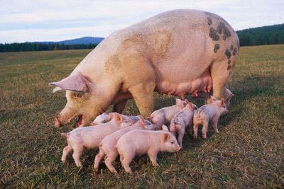 LLUVIA CON TRUENOS: Cerdos