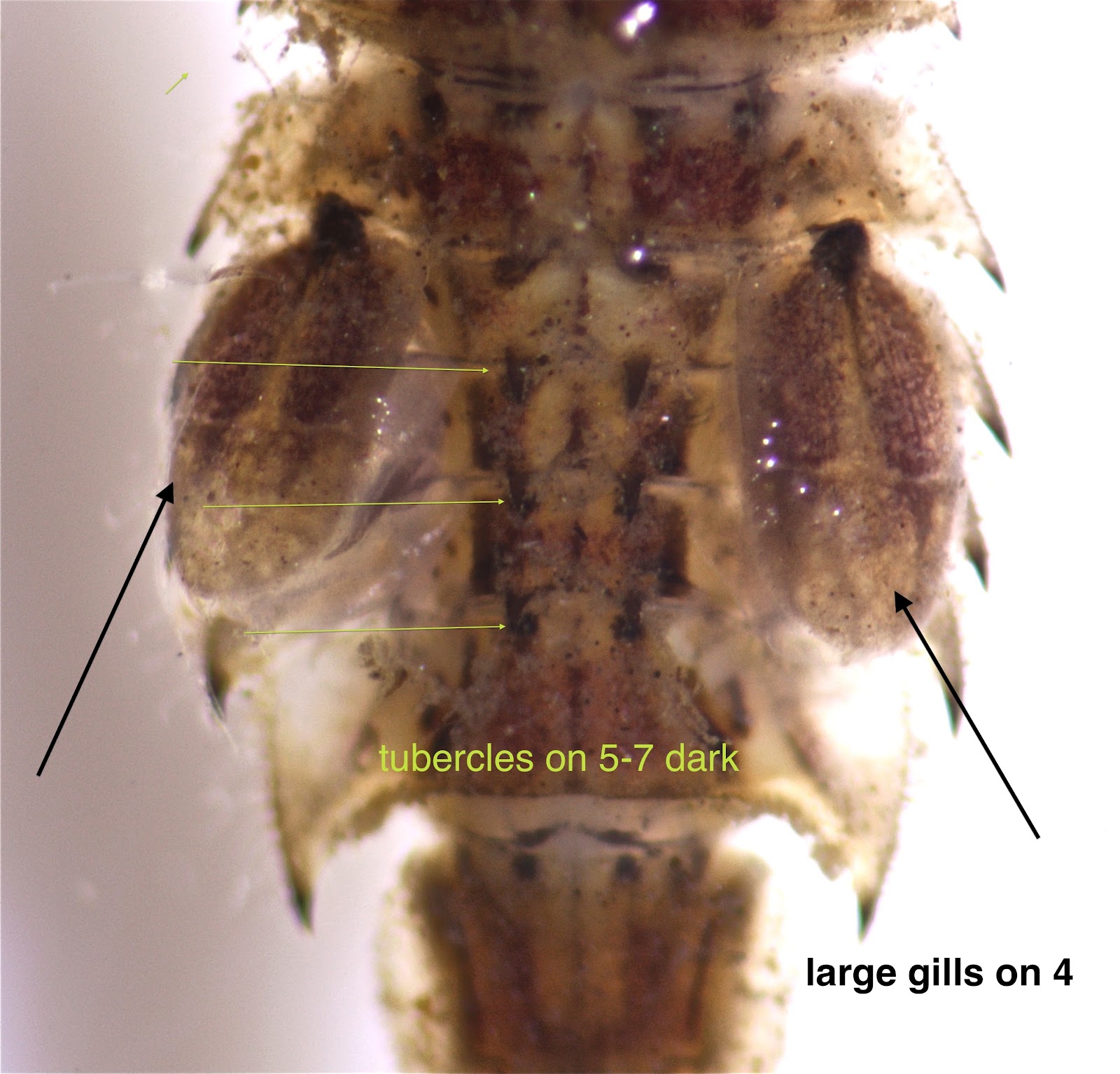 Aquatic Insects of Central Virginia: The Spiny Crawler "Eurylophella ...