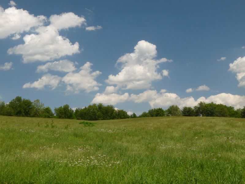 KY Natural Inquirer: Native Grasslands
