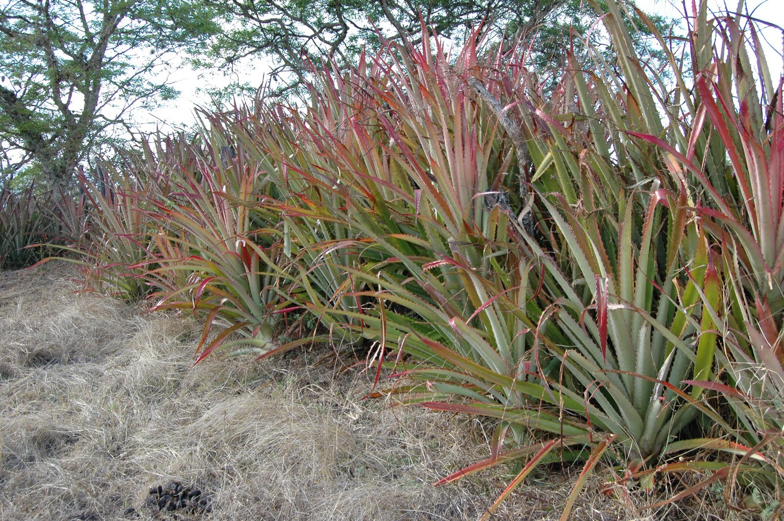 Antropología Nicaragüense: Piñuelas