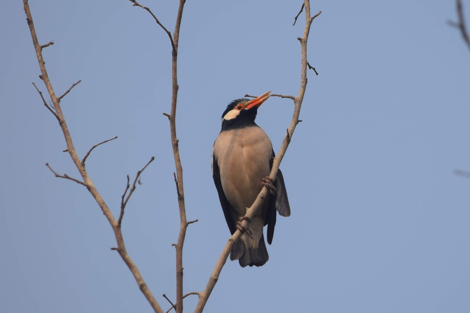 Birds in Bihar: 2018