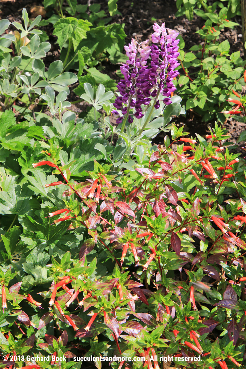 Mark Delepine's Berkeley fusion garden