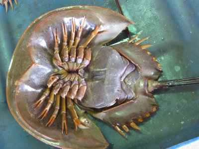 Kas Koes Medical: Cool Thread : Menguak Rahasia Kepiting Tapal Kuda