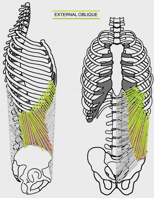 anatomy4fitness: Your abdominals from the inside out