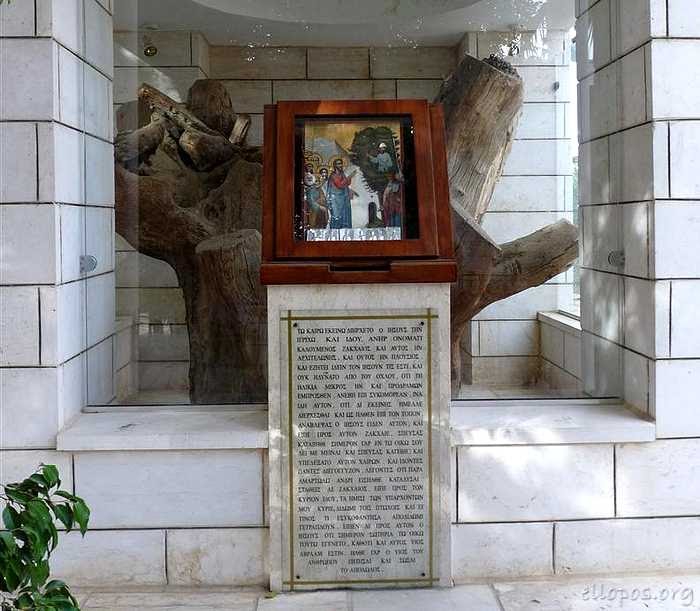 The Sycamore Tree of Zacchaeus in Jericho | MYSTAGOGY RESOURCE CENTER
