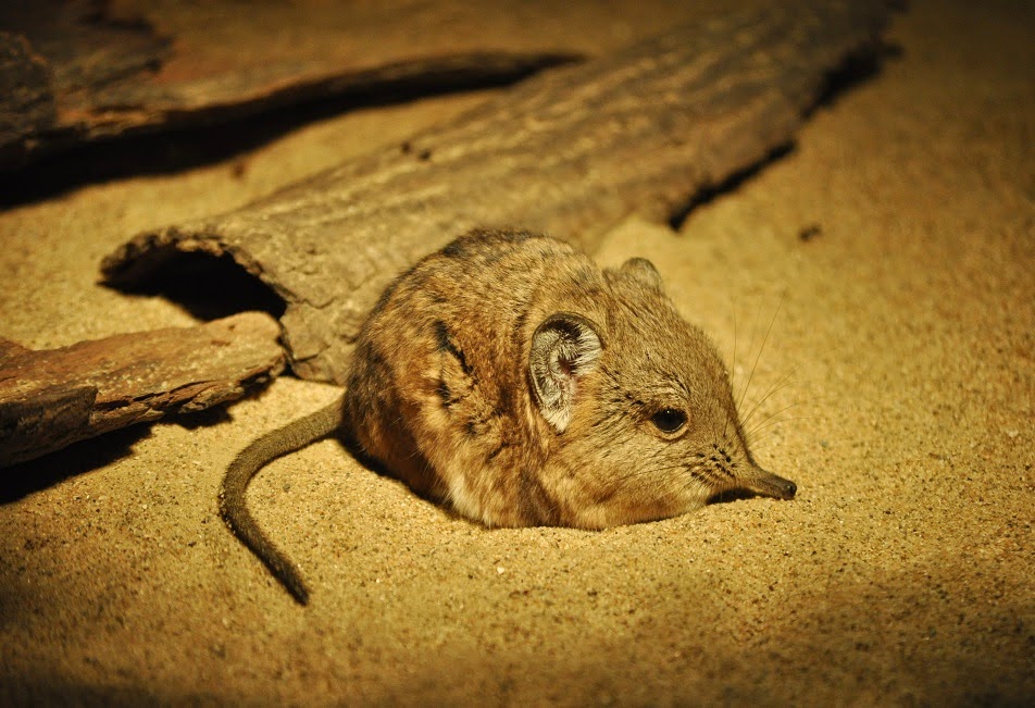 ZOOTOGRAFIANDO (MI COLECCIÓN DE FOTOS DE ANIMALES): MUSARAÑA ELEFANTE ...
