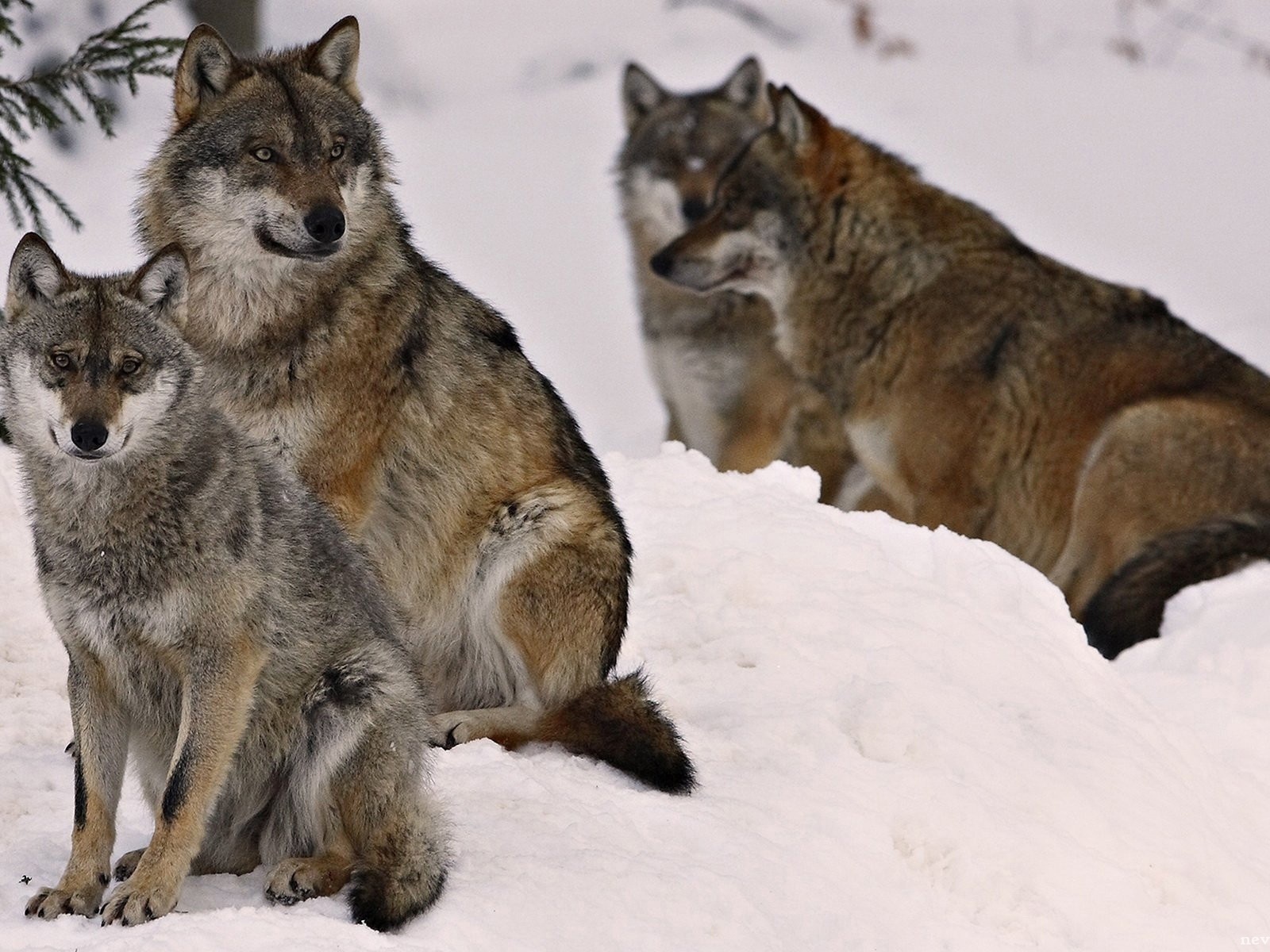 Fotografías de feroces lobos en campo natural