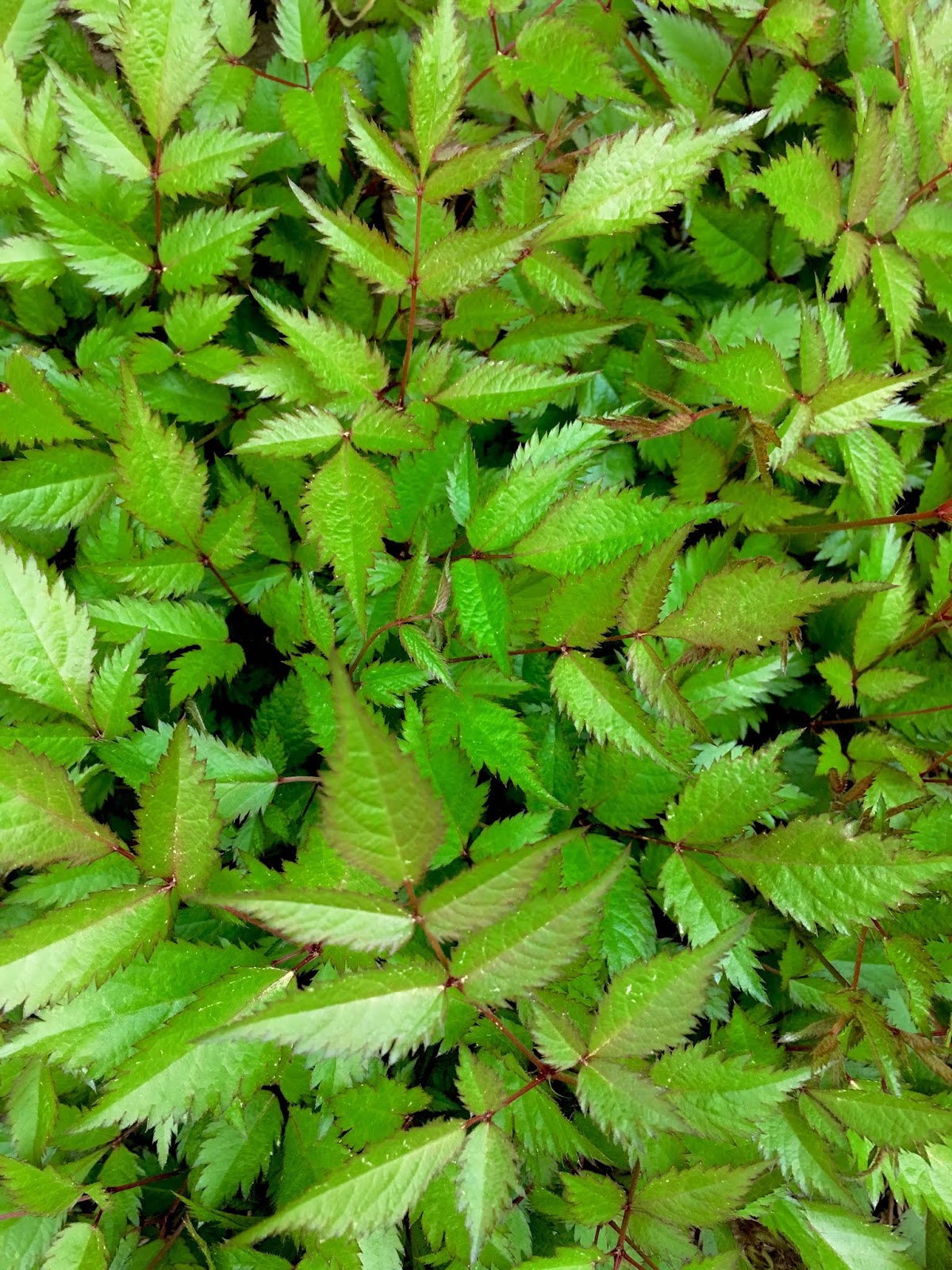 Astilbe Leaves