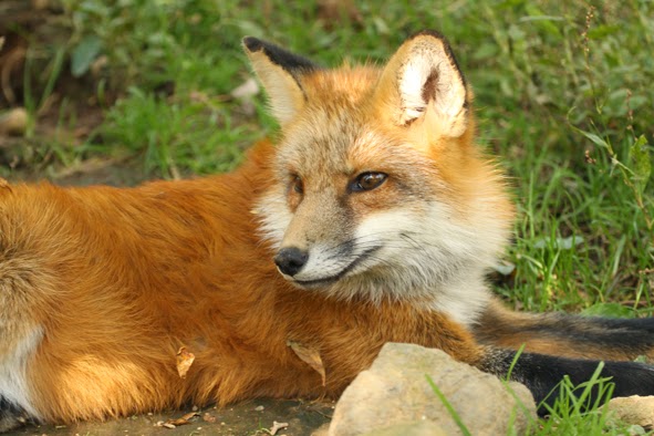 Zoos in Japan: Miyagi Zao Fox Village