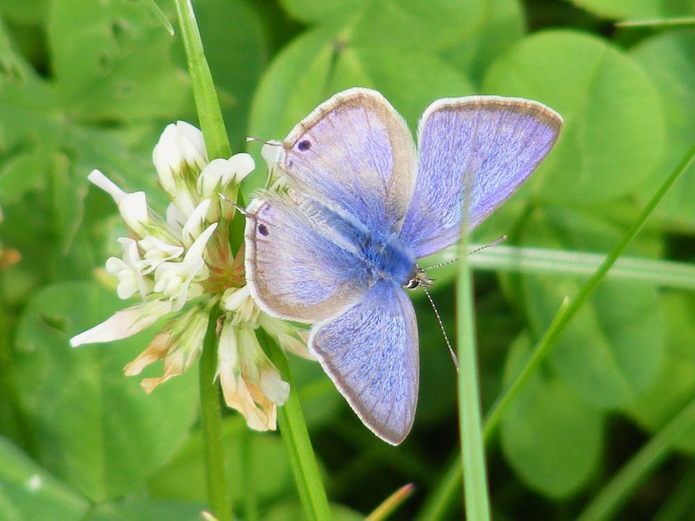 Loire Valley Nature: Long-tailed Blue Lampides boeticus