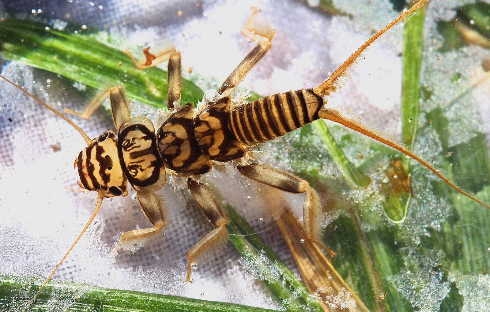 Aquatic Insects of Central Virginia: Small and large winter stoneflies ...