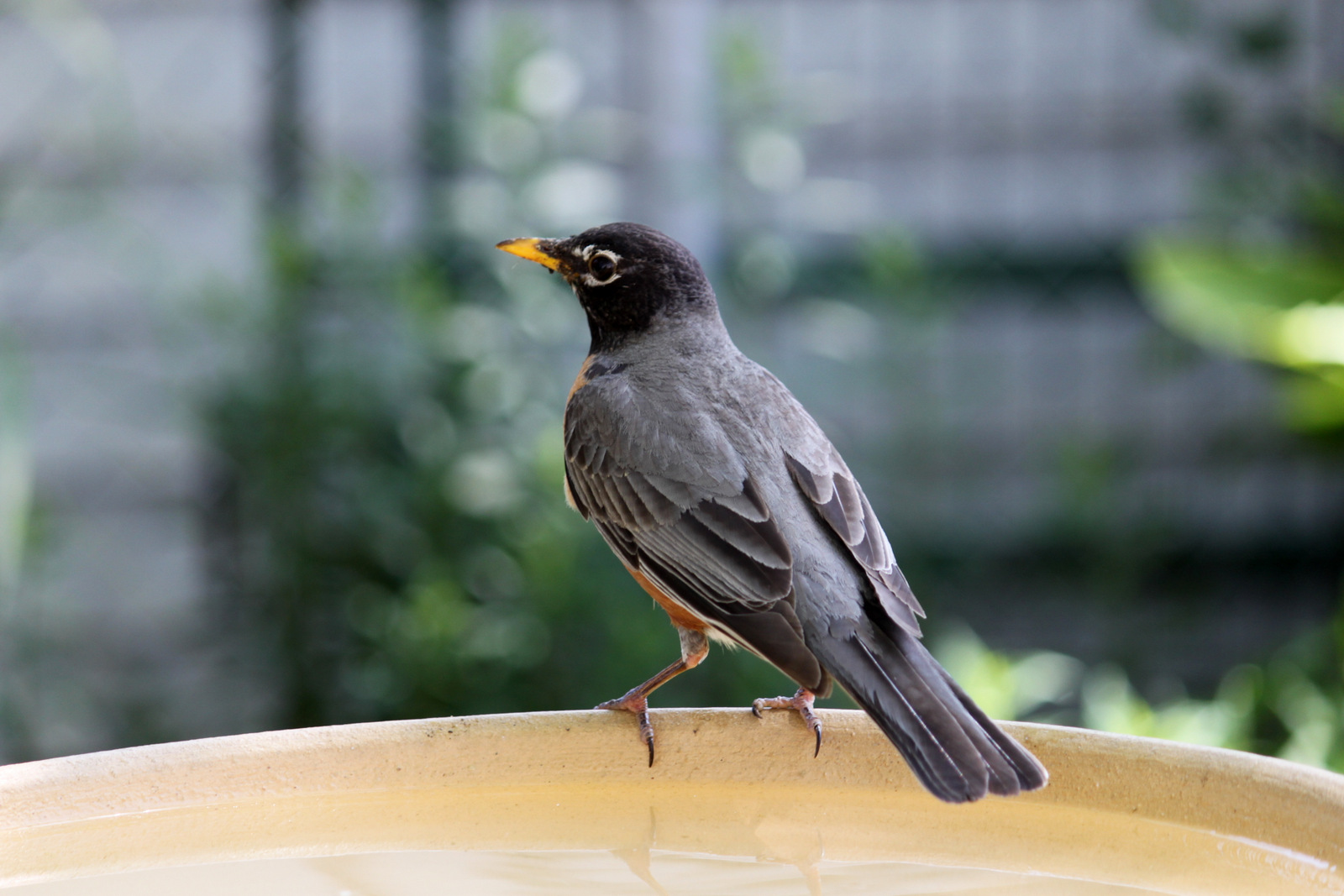 Through Carol's Lens: Robin Redbreast