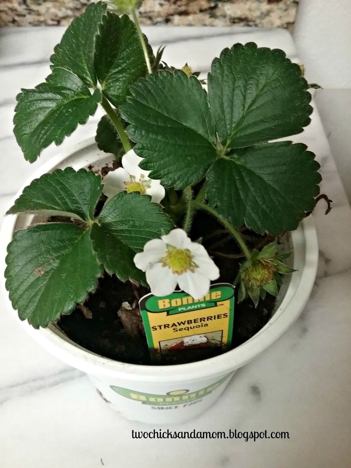 twochicksandamom.blogspot.com: SPRING SIMPLE GIFT