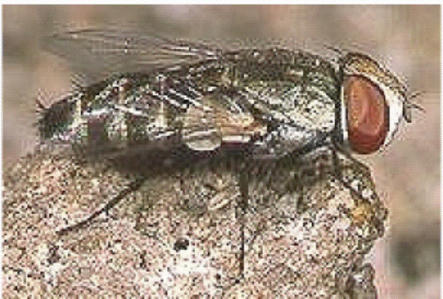 Lalat Vektor Penyebar Penyakit ~ Epidemiology, Nutrition, Environmental ...