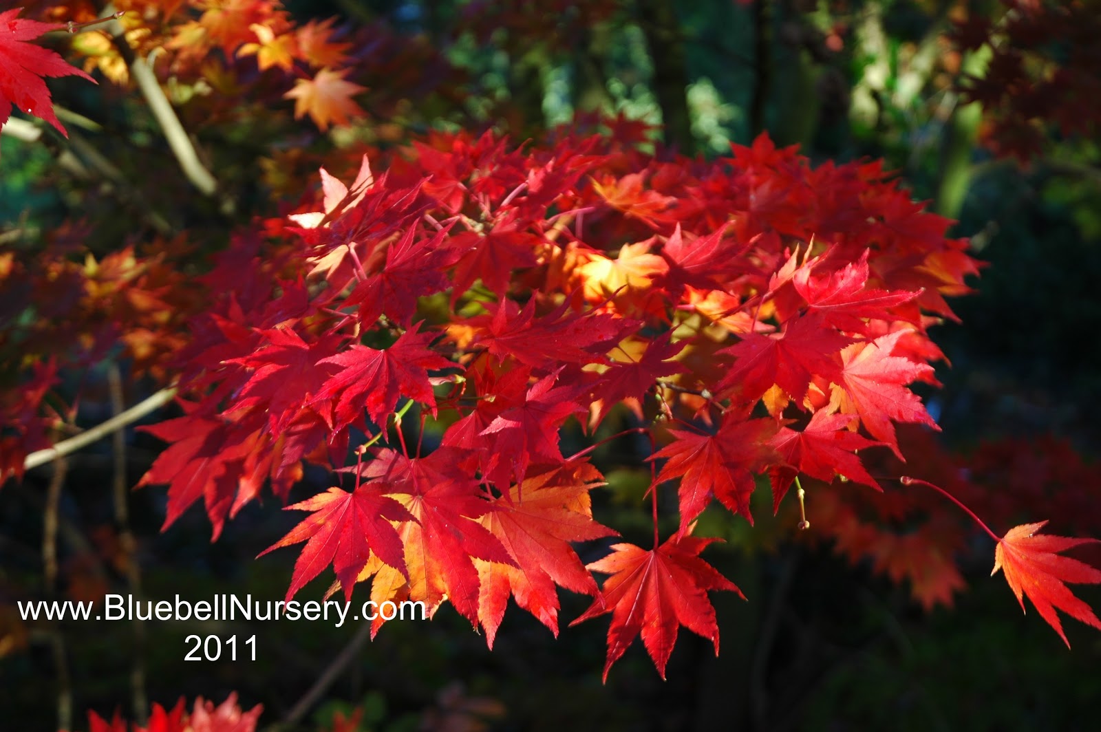 Acer palmatum 'Osakazuki'