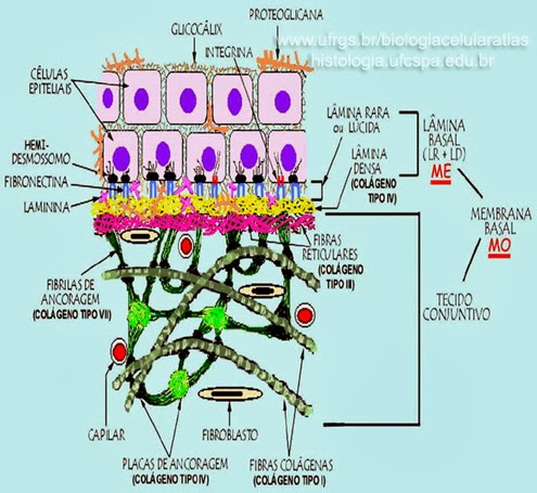Atlas de Histologia. Cap. 1: Tecido Epitelial de Revestimento