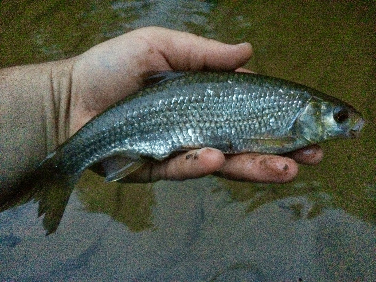 Danny's Angling Blog: River Bollin Discovery and Step up to the Plate ...