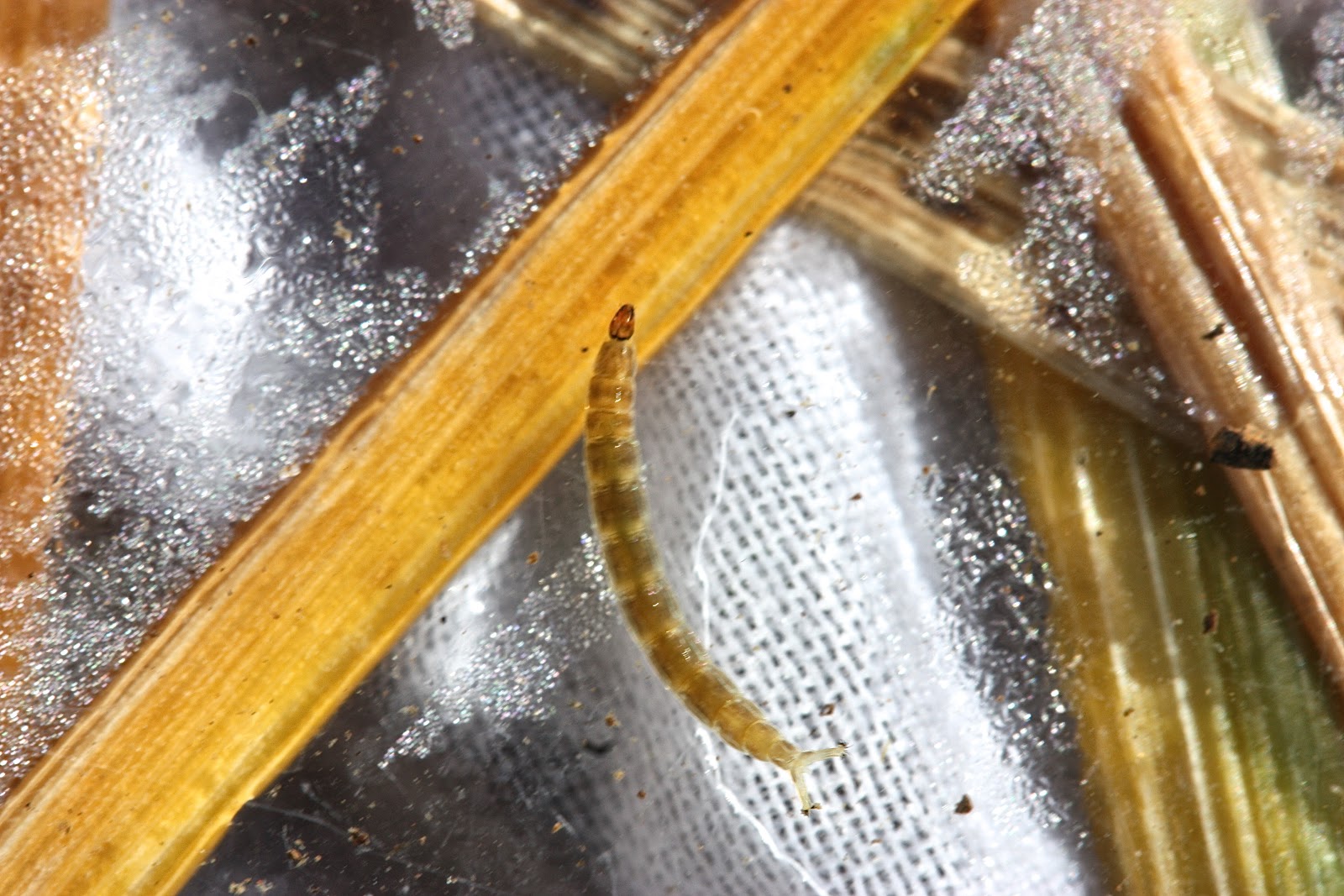 Aquatic Insects of Central Virginia: Fly Fishermen: Get Out Those Midge ...