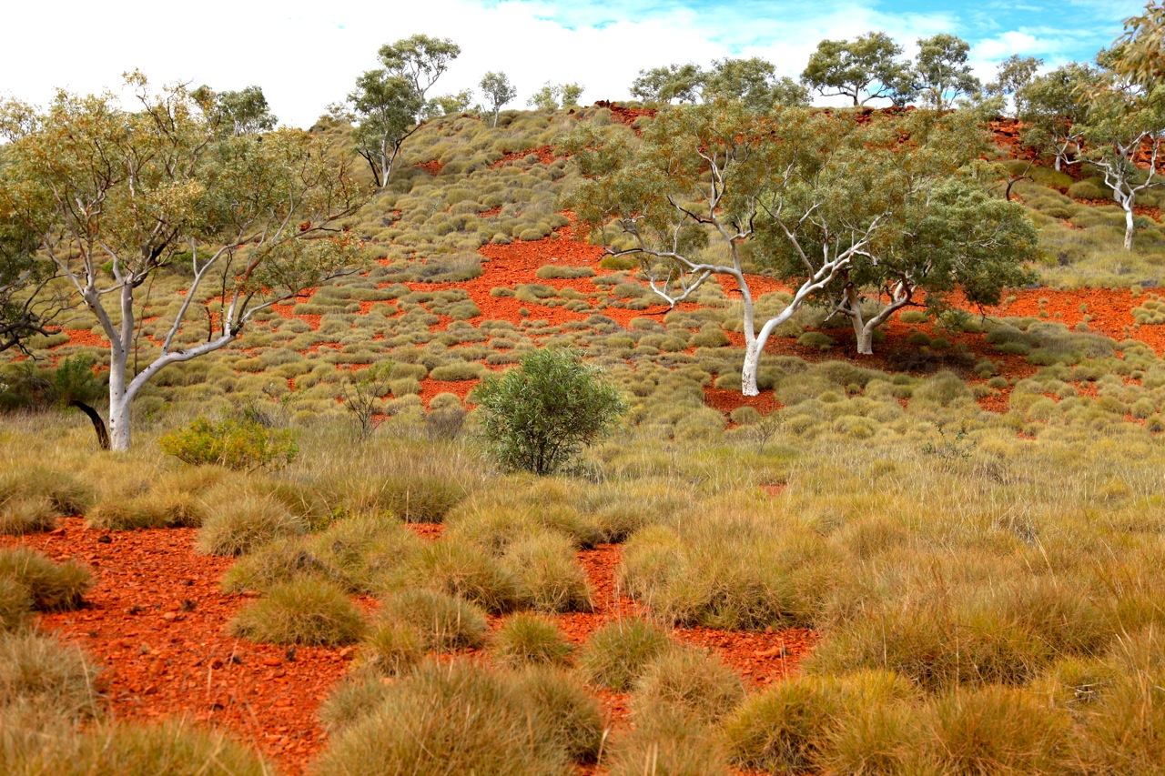 Schoers' Travels: THE PILBARA - RED ROCKS BLOOMING