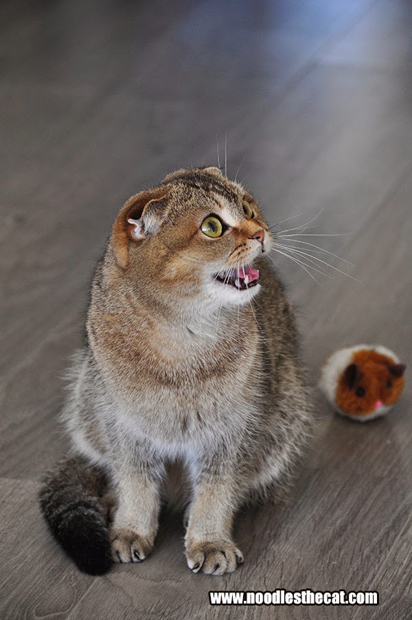 I IZ NOODLES THE CAT: 10 fun facts about Noodles!