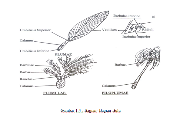 MAKALAH SISTEM INTEGUMEN VERTEBRATA
