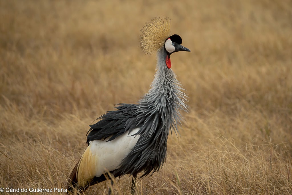 GRULLA CORONADA - Gruiforme | Observatorio de la Naturaleza