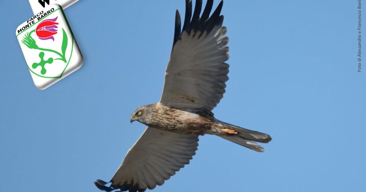 Brianza Centrale: Alla scoperta dei rapaci con WWF Lecco e Parco Monte ...