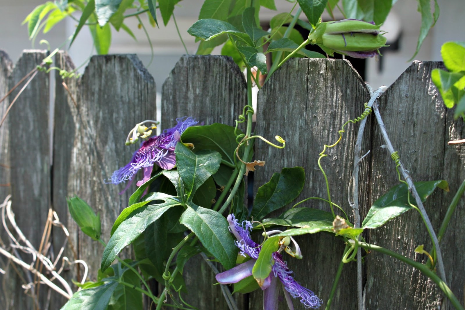 MadSnapper: Stalking the Stalker - Passion Plant