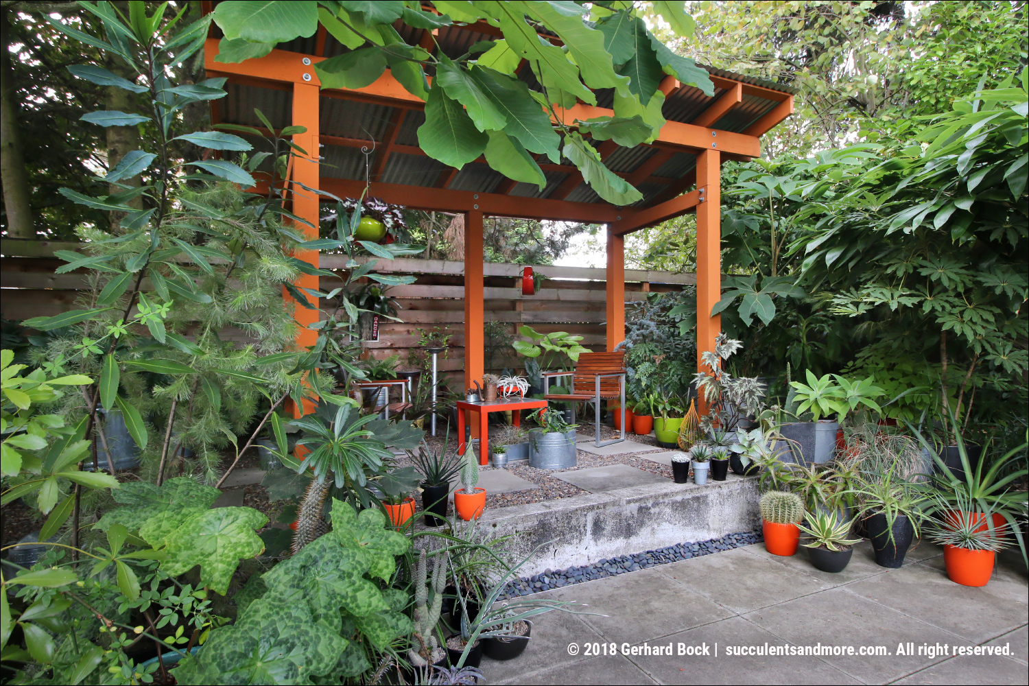 Return to the Danger Garden: back garden in September 2018 (part 2)