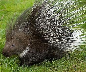 Conociendo a los animales: Puerco espin