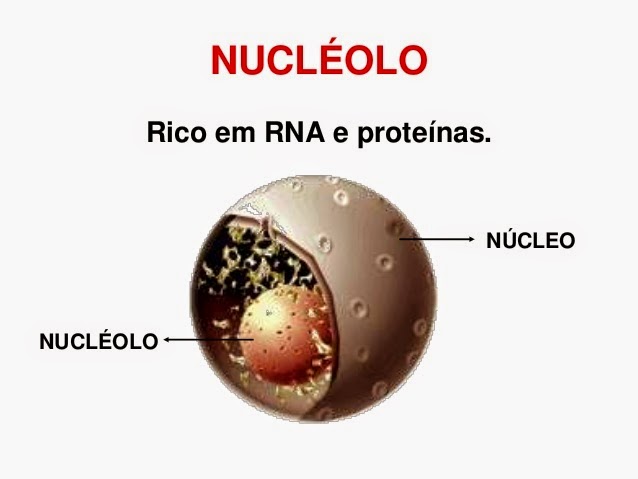 Blog de Biologia: Núcleo