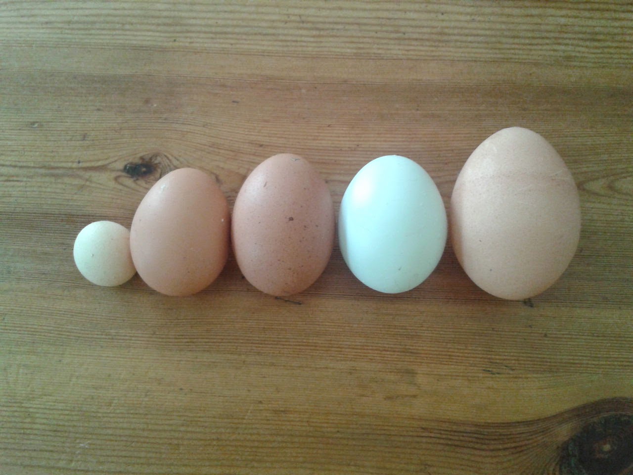 A Chicken Keeper's Blog: Information: Useful facts about chicken eggs
