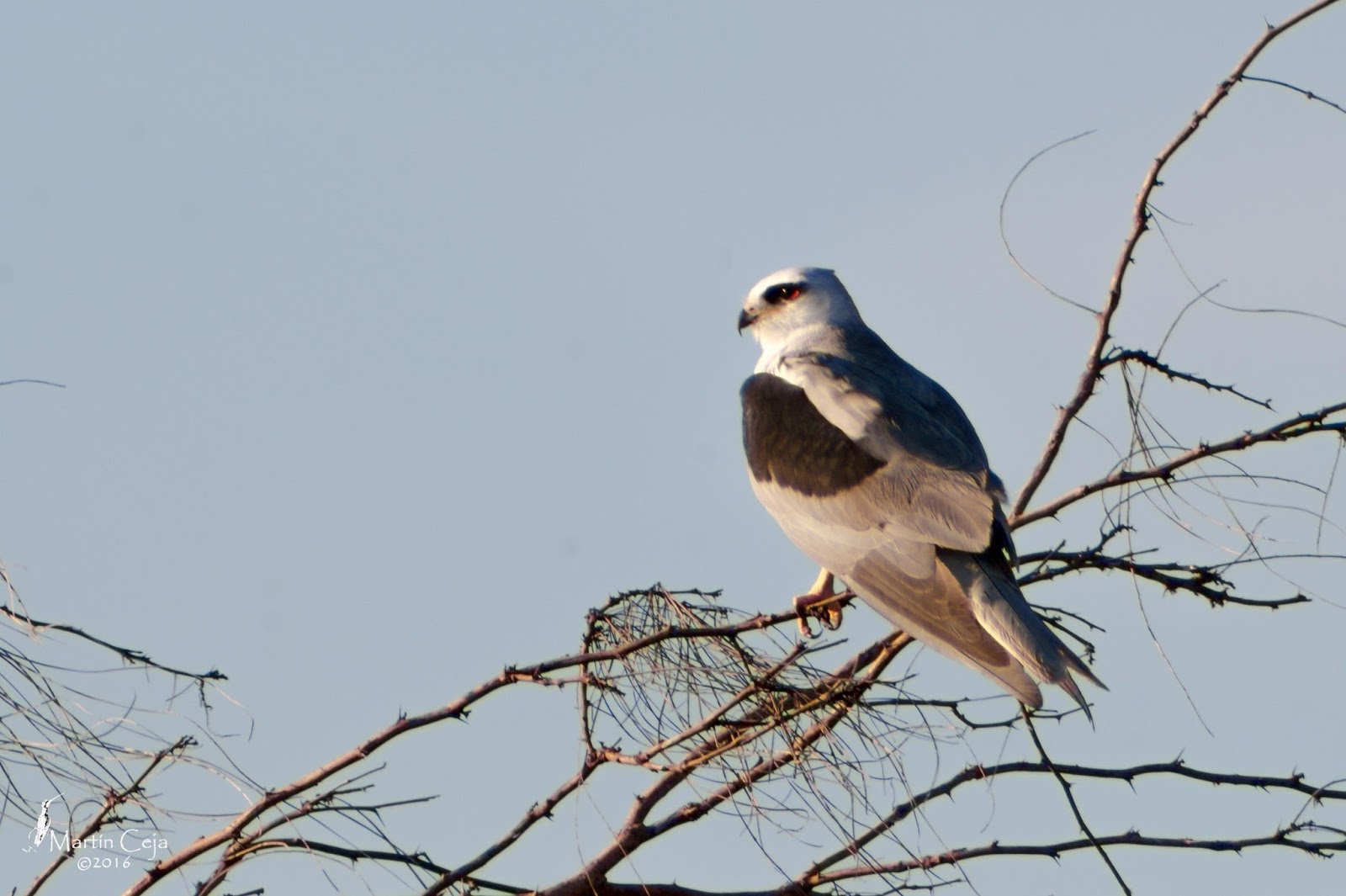CEJA | Fotografía: Milano Cola Blanca - White Tailed Kite (Elanus leucurus)