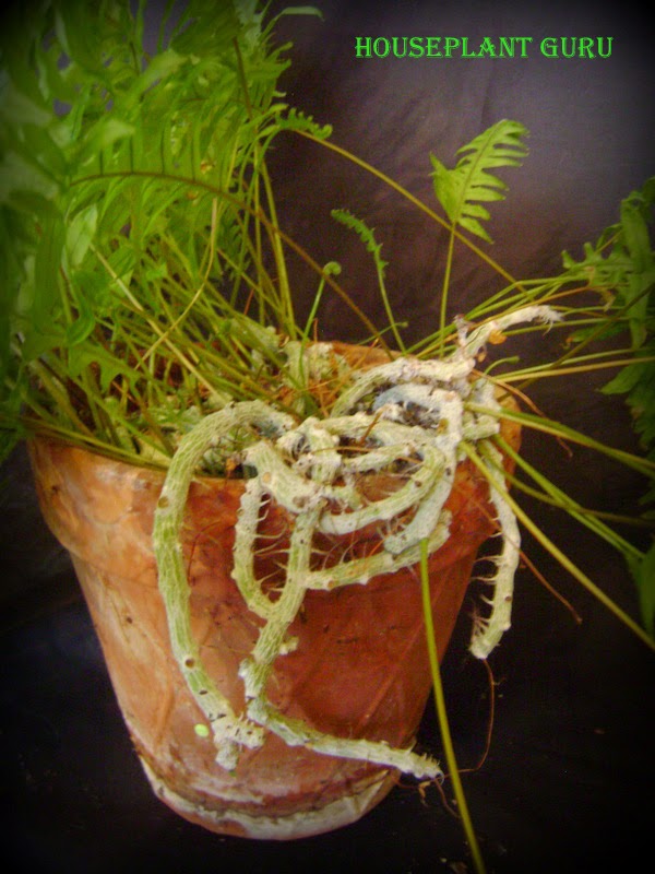 Houseplant Guru: Scary Plants