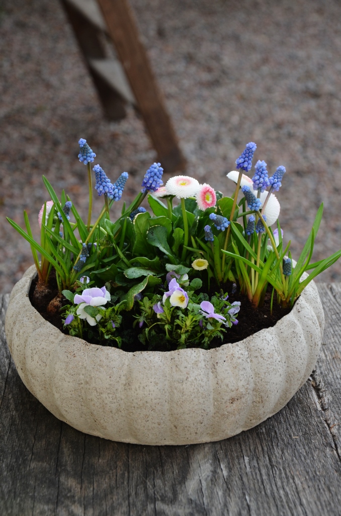 Vårblommor. - Blommor Och Trädgård