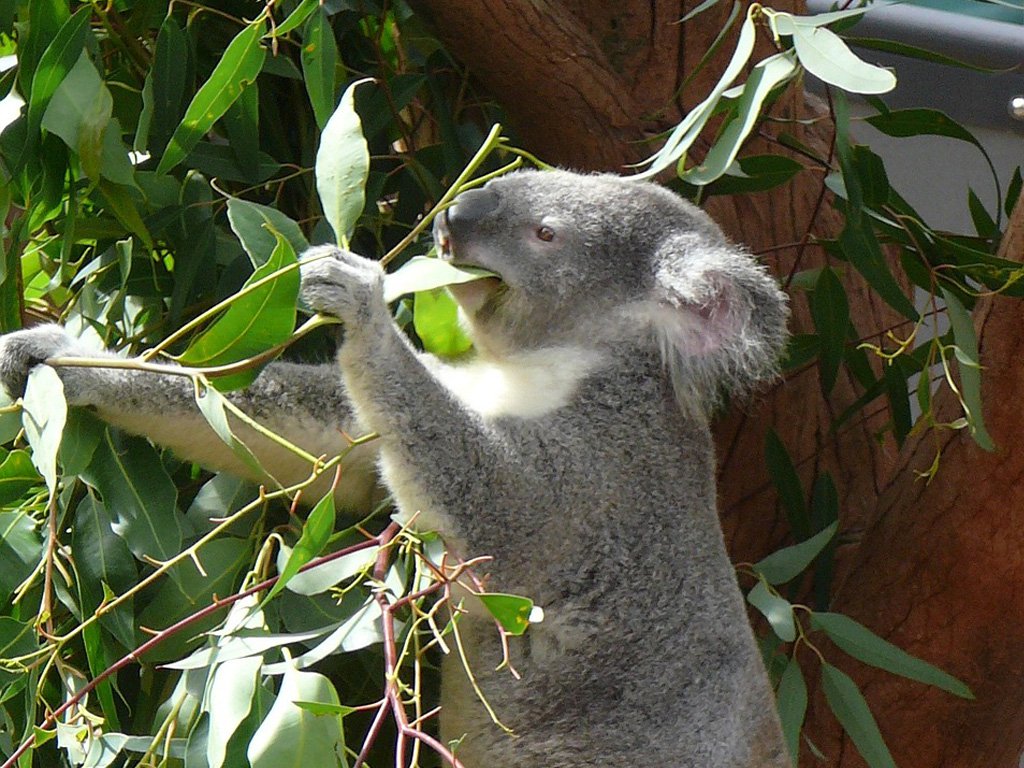 Fakta Tentang Koala - SyamSun
