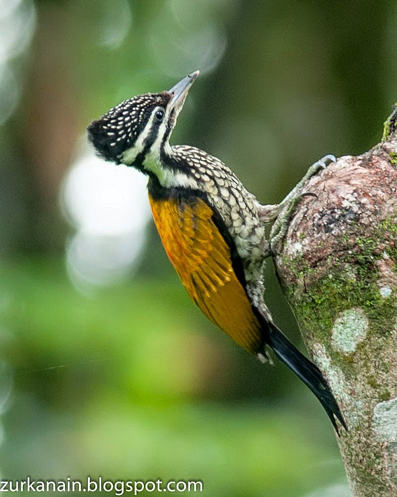Zul Ya - Birds of Peninsular Malaysia: Common Flameback Woodpecker