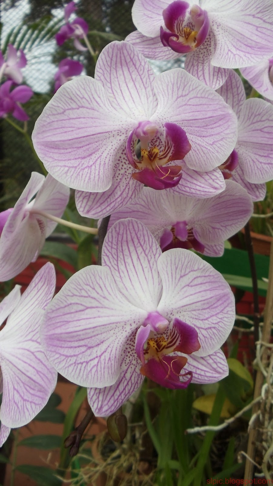 Srilanka Nature Wallpapers: Srilanka Orchid Flower Set 2