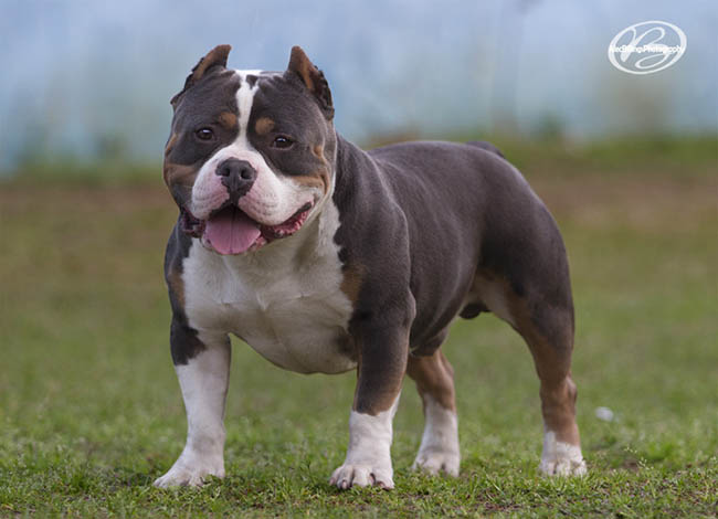 Fevale Pet: GUIA DE RAÇAS: PIT BULL