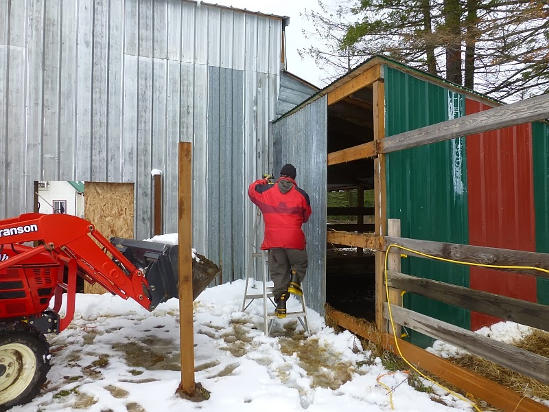 Rural Revolution: Cow care