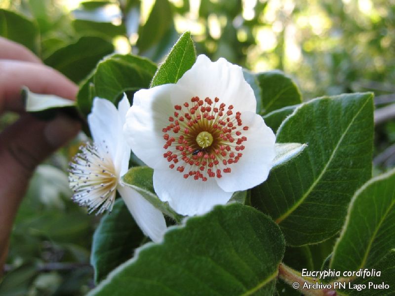 Argentina nativa: Ulmo (Eucryphia cordifolia)