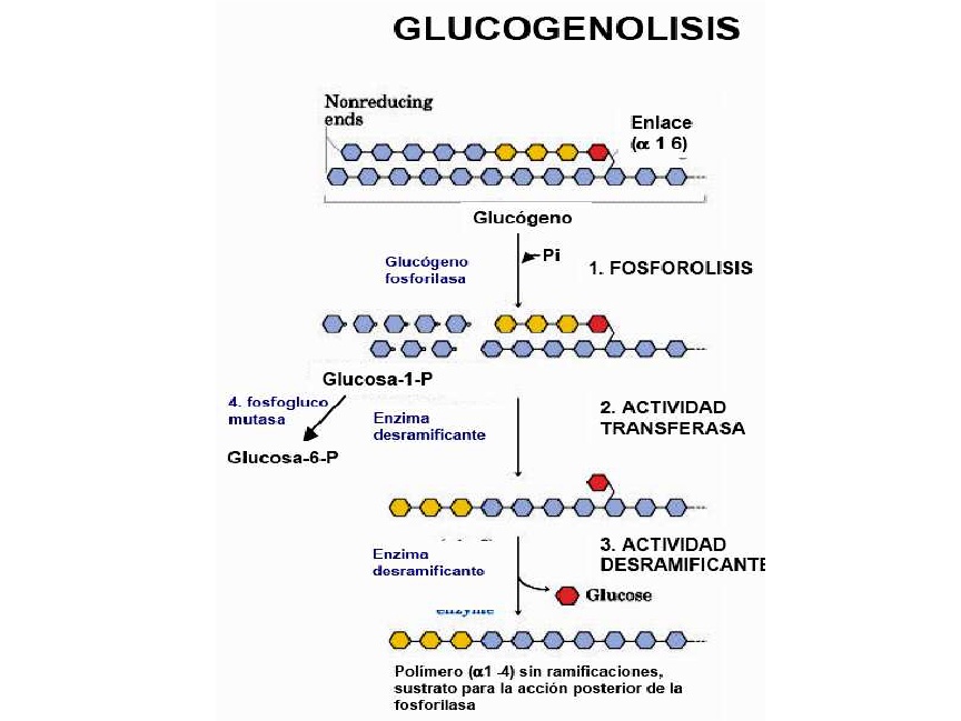 Glucogenolisis; Glicogenólisis